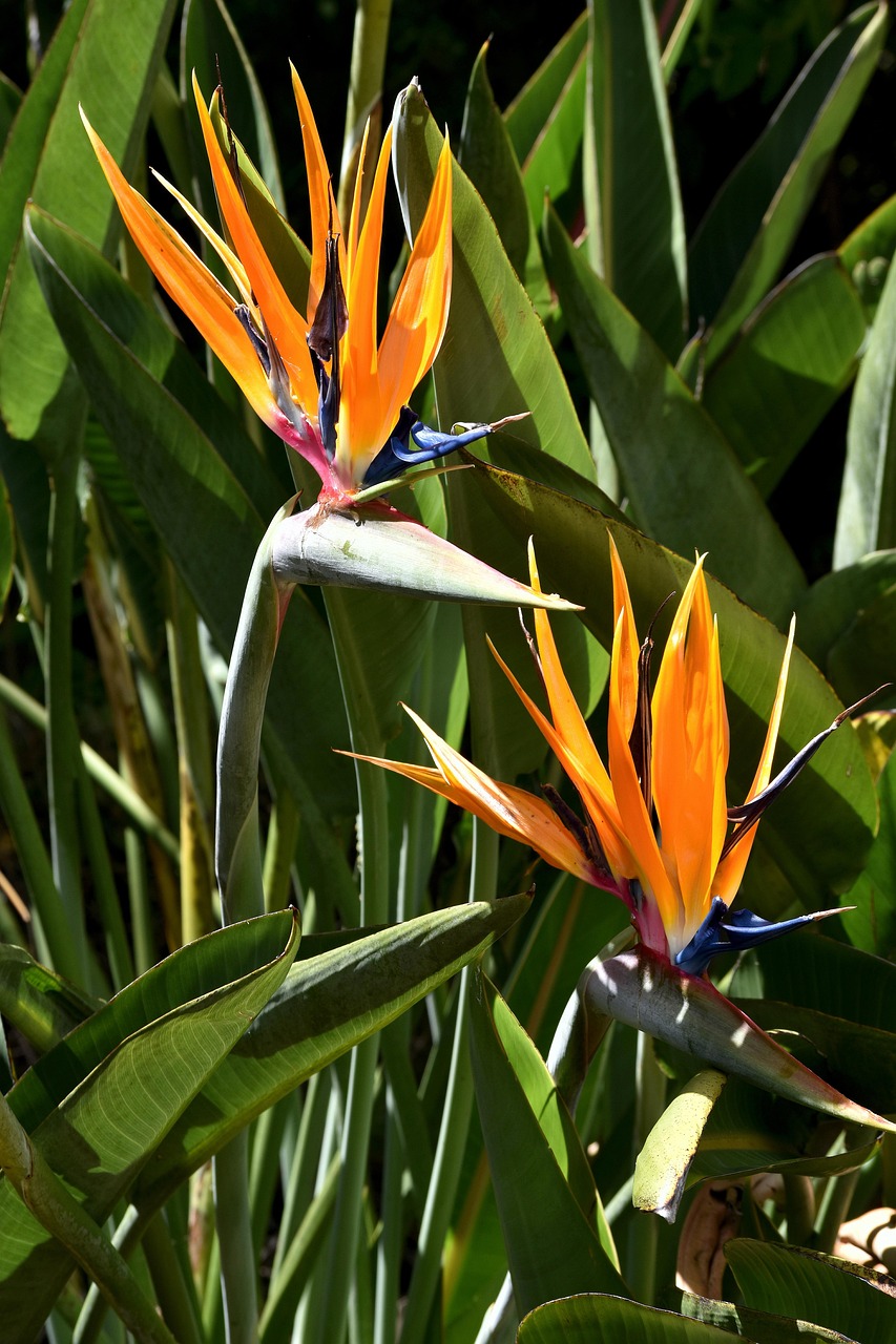Strelitzia Bud Unopened Sheath - Free photo on Pixabay