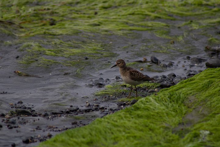 100+ Free Sandpiper & Bird Images - Pixabay