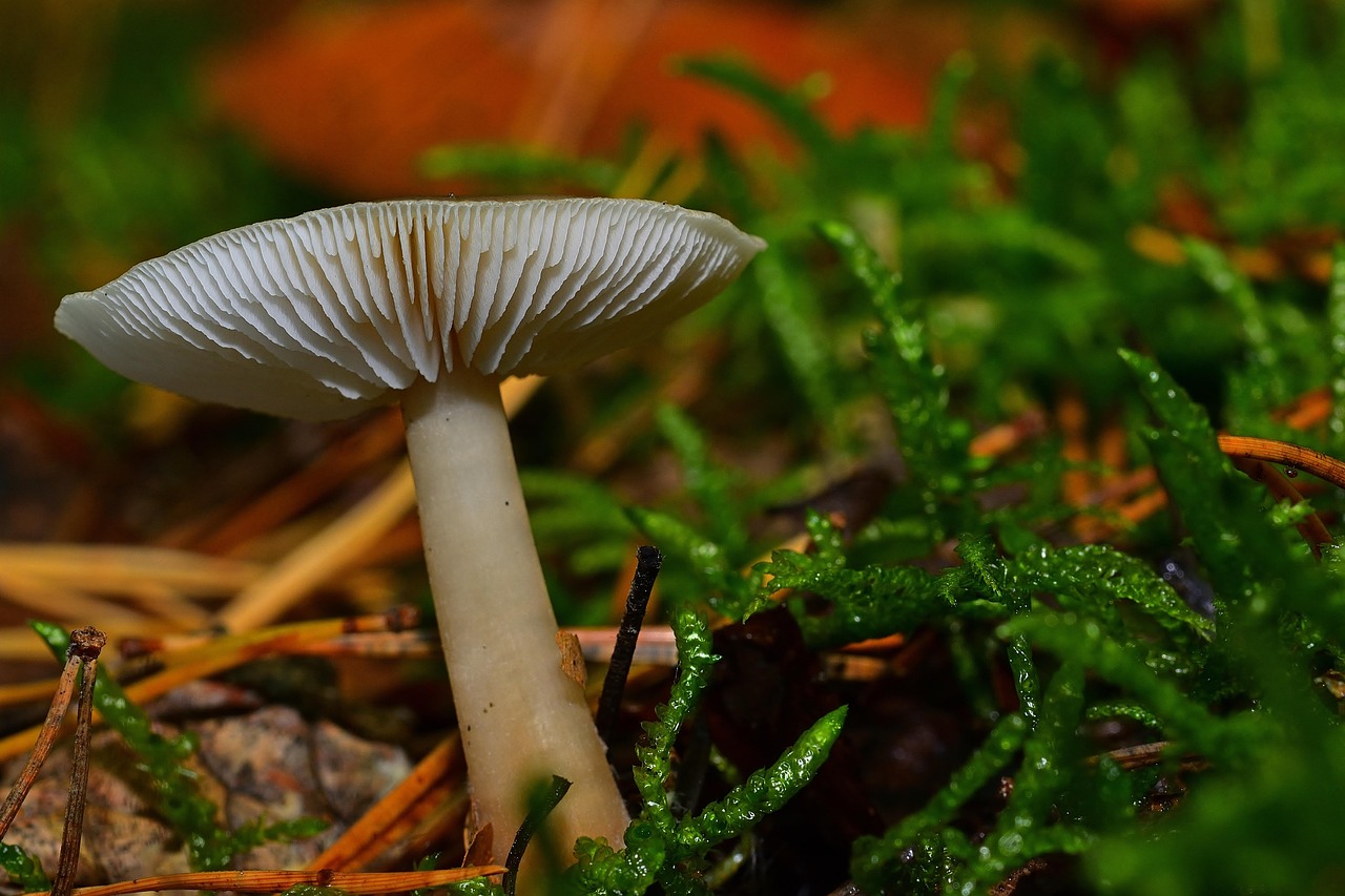 La Nature Forêt Champignon Écran - Photo gratuite sur Pixabay - Pixabay