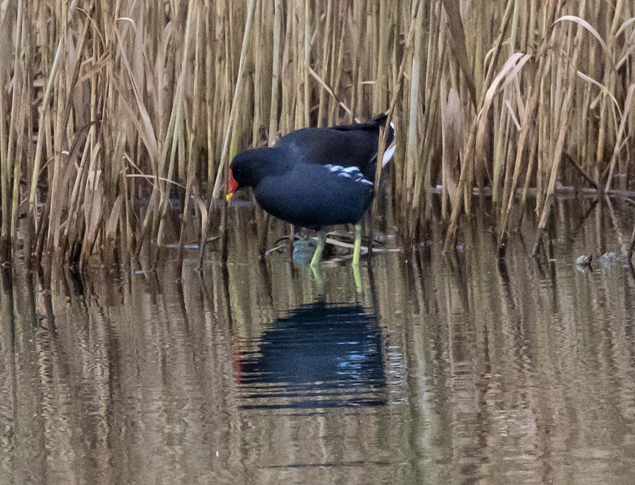 Moorhen River Bird Vízimadarak - Ingyenes fotó a Pixabay-en - Pixabay
