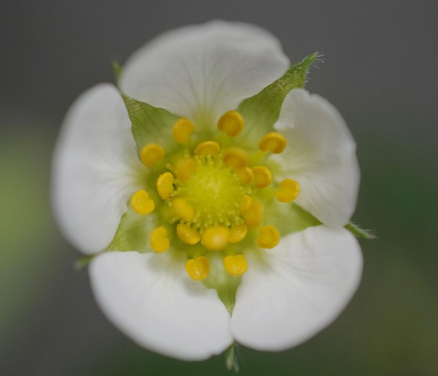 Strawberry Flower Nature - Free photo on Pixabay - Pixabay
