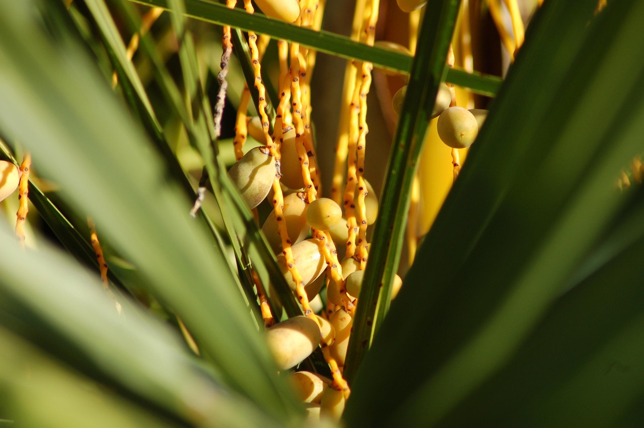 100+ Free Date Palm & Dates Images - Pixabay