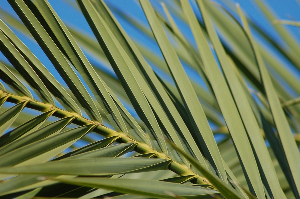 Palma Folhas Verde - Foto gratuita no Pixabay - Pixabay