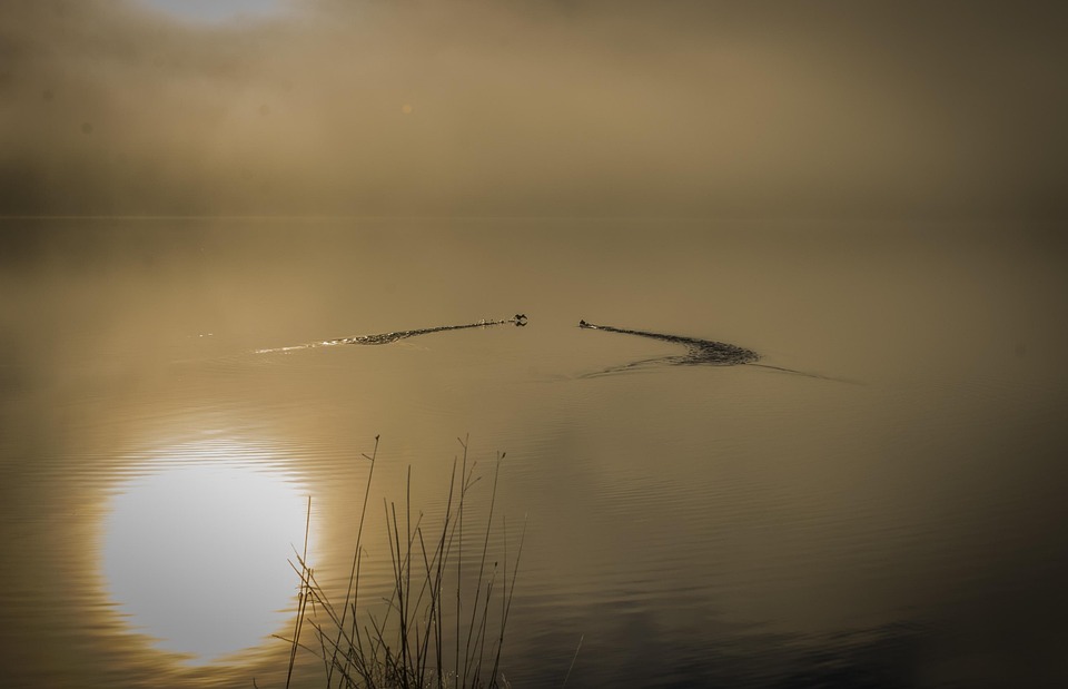 Birds Water Sunset - Free photo on Pixabay - Pixabay
