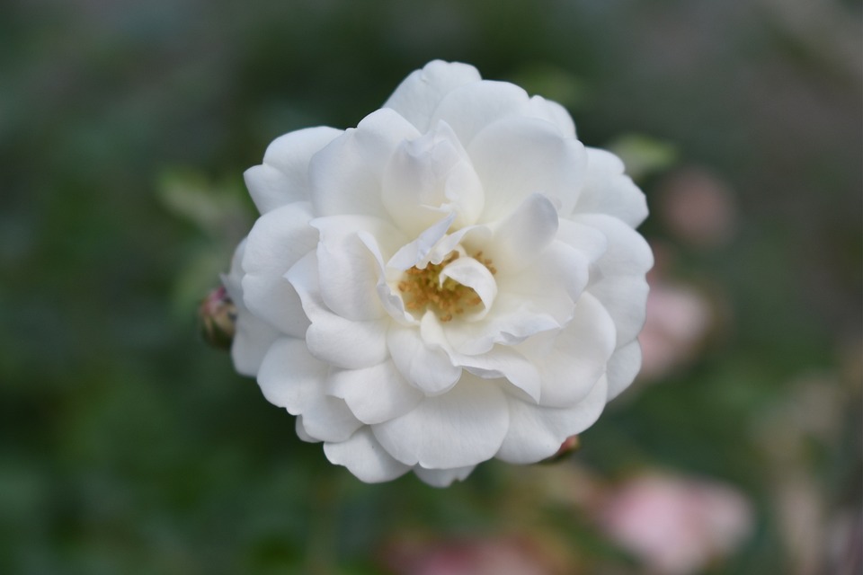 Flower Blume Natur - Kostenloses Foto auf Pixabay - Pixabay