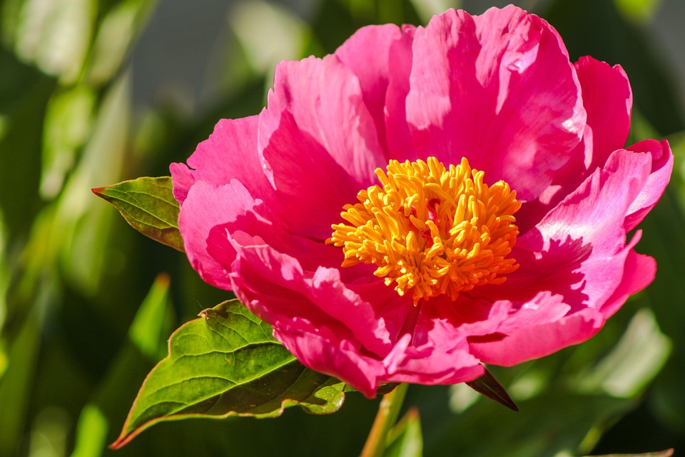Pion Peonies Rosado Strong - Foto gratis en Pixabay - Pixabay