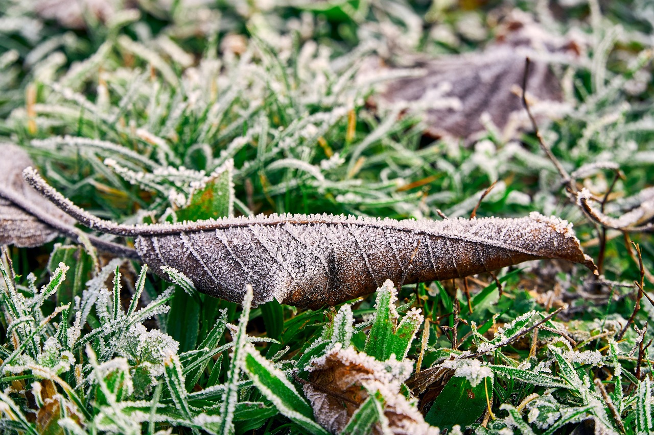 Leaves Frozen Cold - Free photo on Pixabay