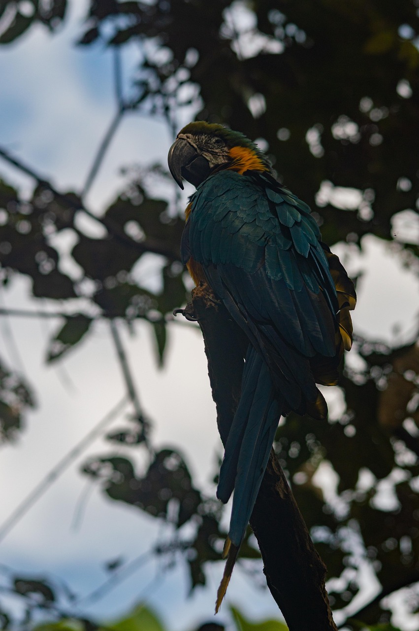 Parrot Nature Bird - Free photo on Pixabay - Pixabay