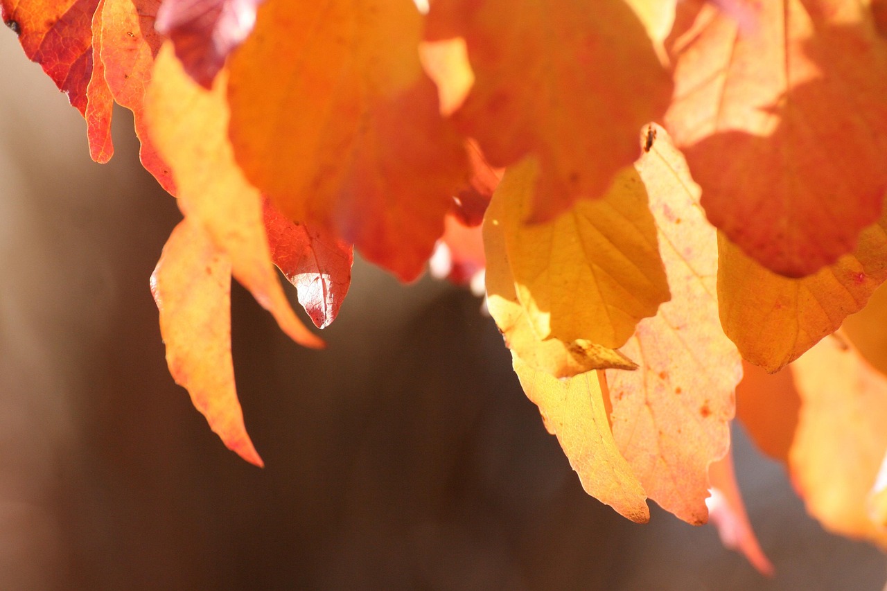 Daun-Daun Matahari Kuning - Foto gratis di Pixabay - Pixabay