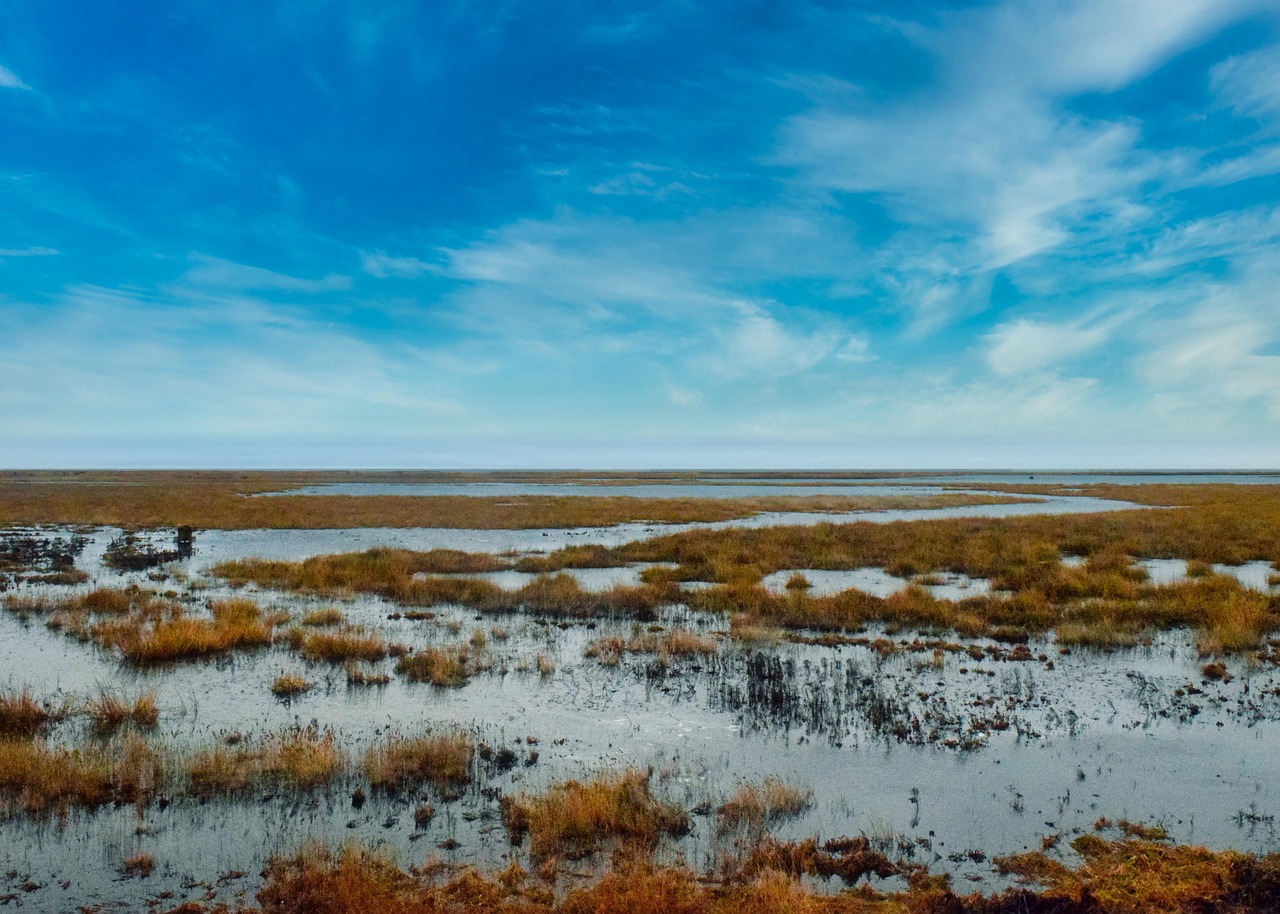 Scenic Wetland Swamp - Free photo on Pixabay - Pixabay