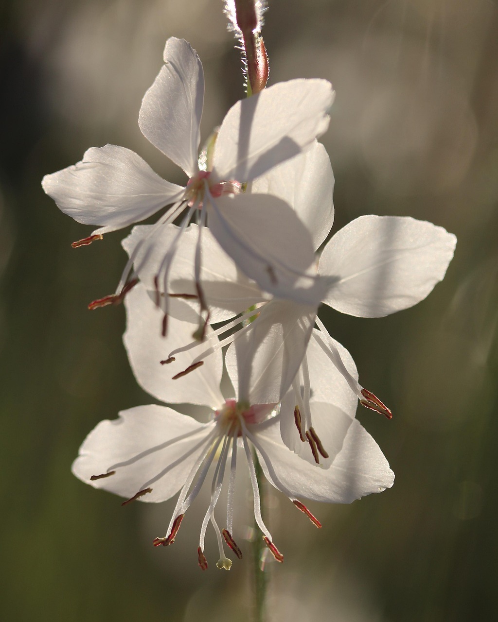 2+ Free Wandflower & Gaura Images - Pixabay