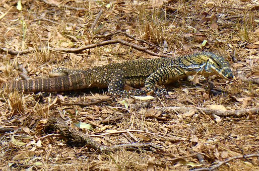 20+ Free Goanna & Lace Monitor Images - Pixabay