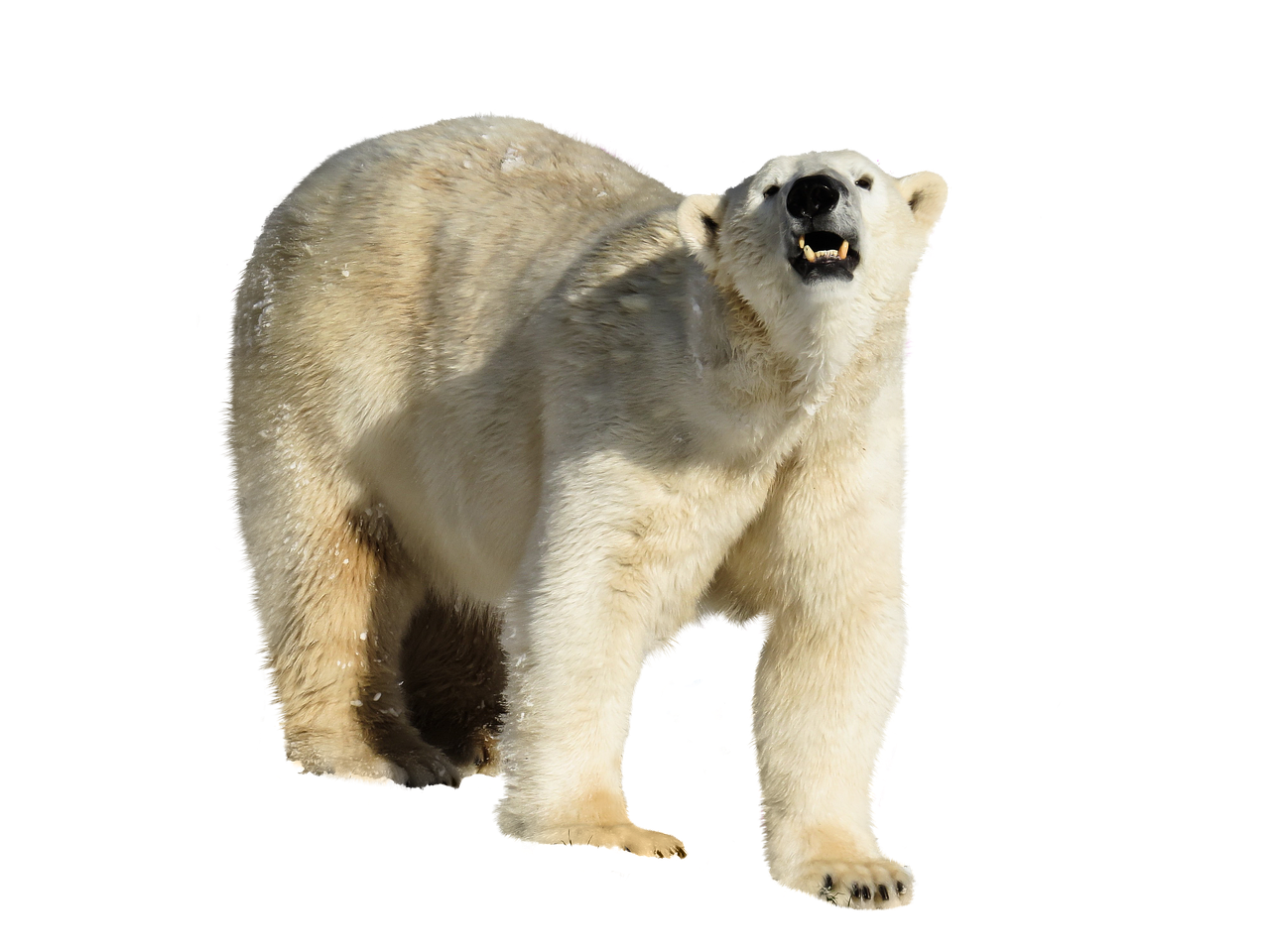 Explore 4,055+ Free Polar Bear Illustrations: Download Now - Pixabay