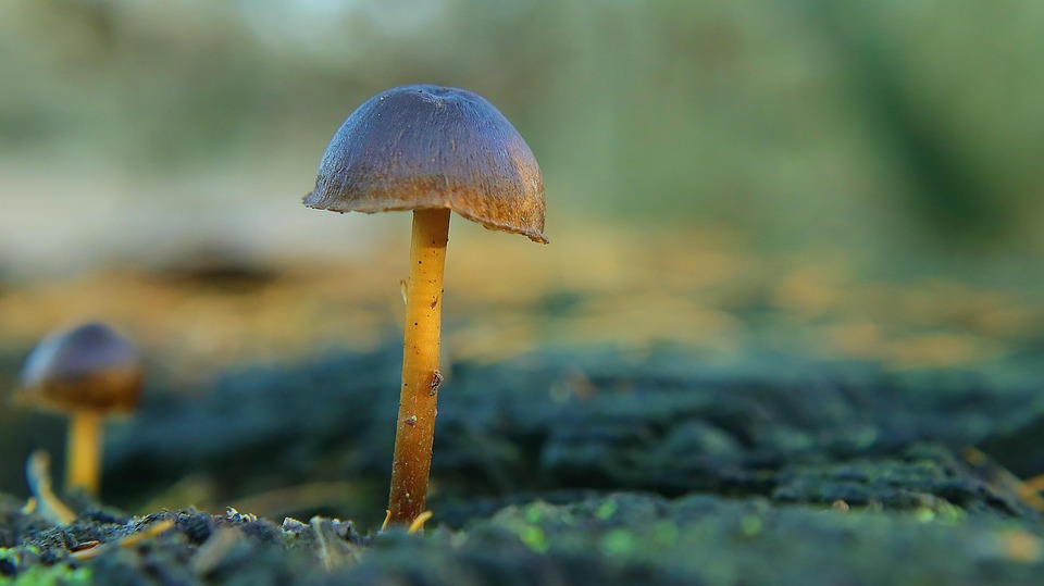 Mushroom Fall Leaves - Free photo on Pixabay