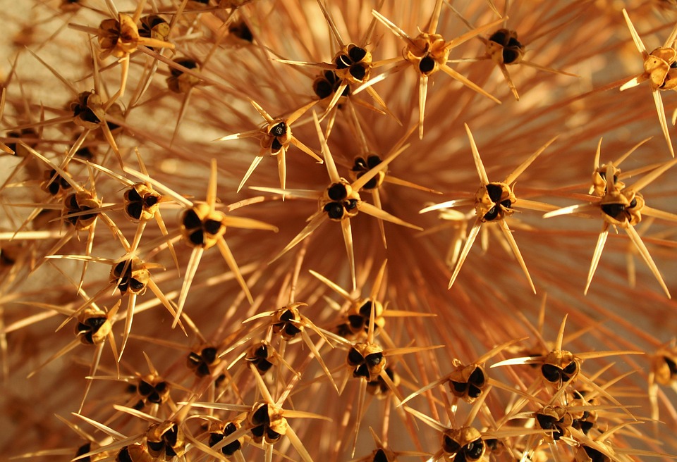 Spikes Plant Dry - Free photo on Pixabay - Pixabay