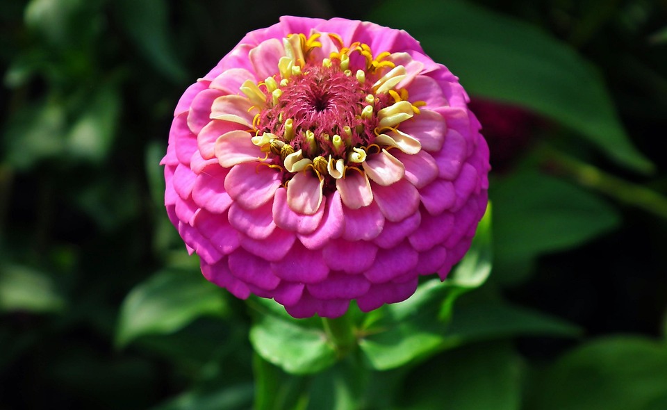 Zinnia Flor Rosado - Foto gratis en Pixabay - Pixabay