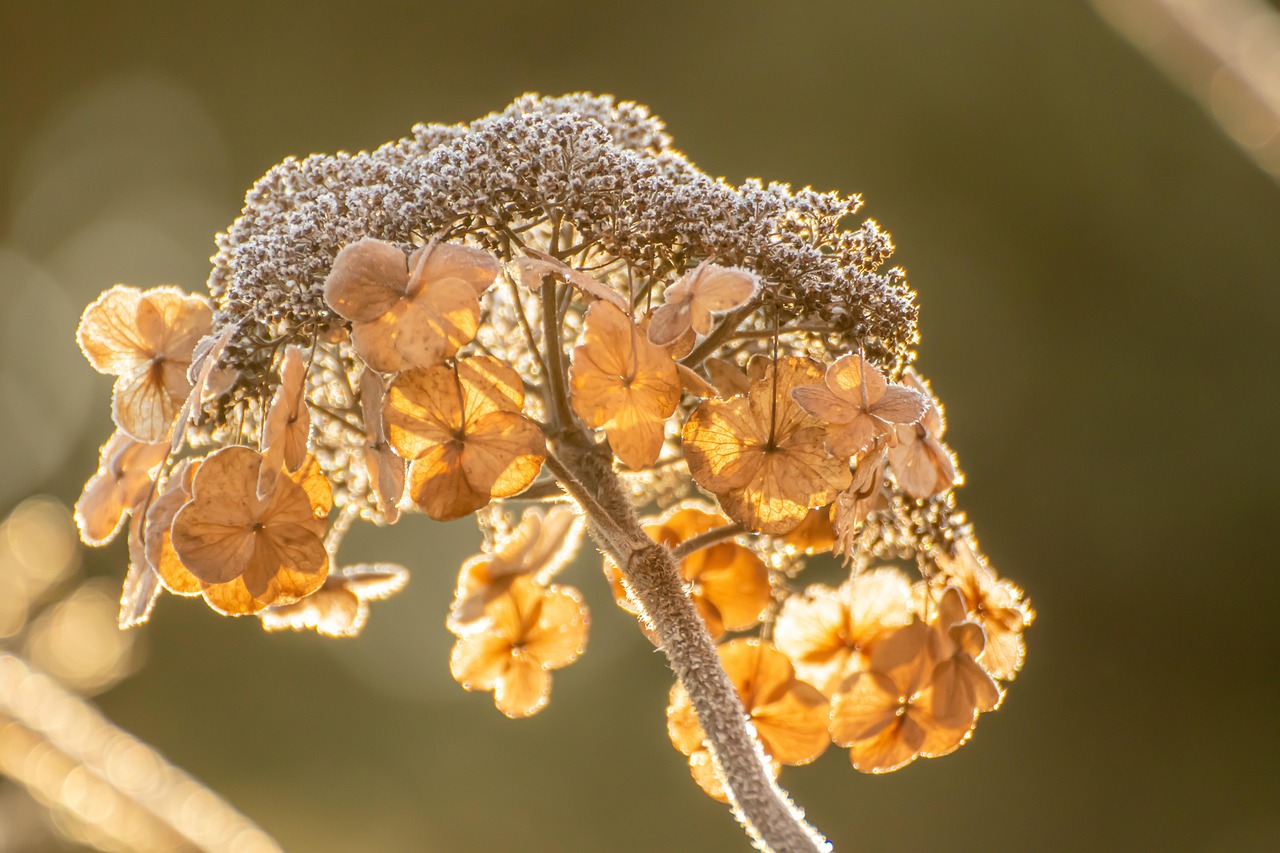 Hydrangea Winter Frozen - Free photo on Pixabay