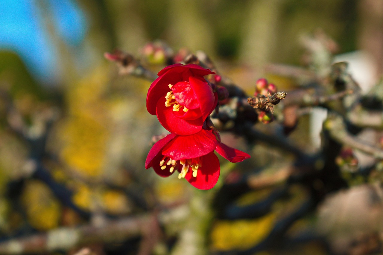 Flower Of January Rose Red - Free photo on Pixabay