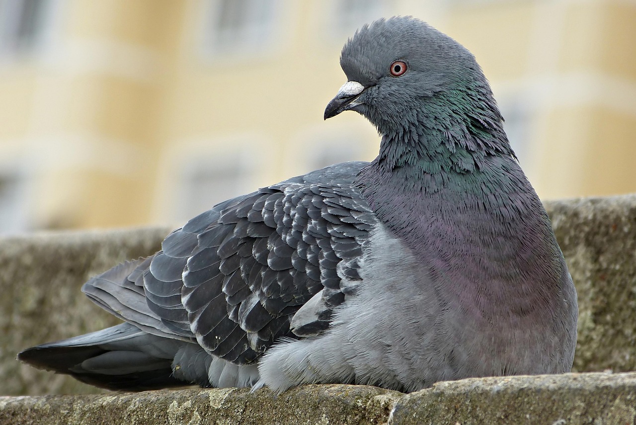 100,000+ Free Bird Flu & Bird Images - Pixabay