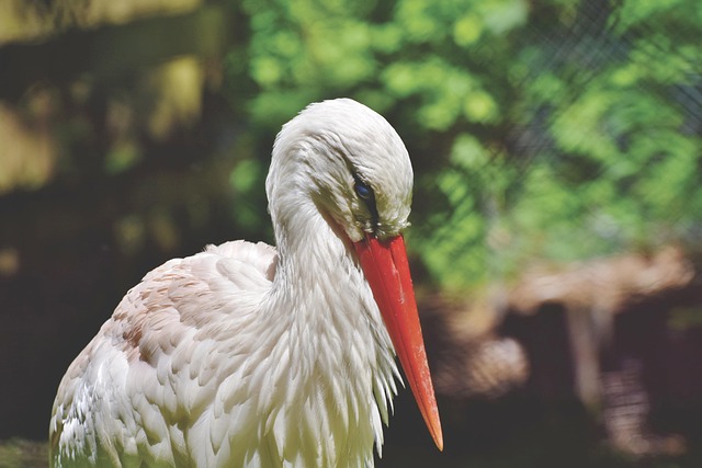 White Stork Beak Rattle - Free photo on Pixabay - Pixabay