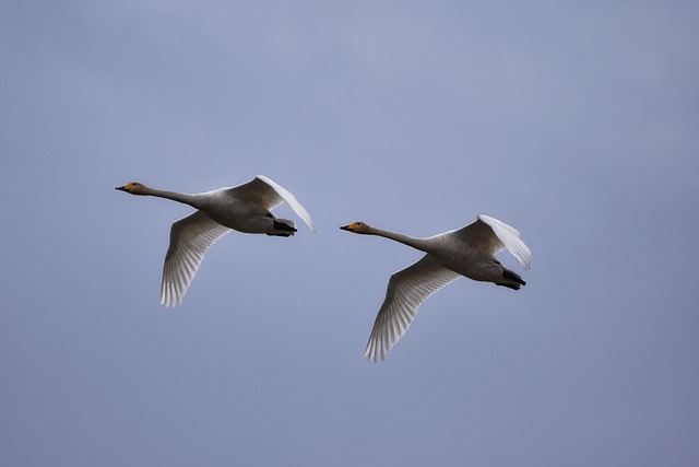 Animal Sky Bird Wild - Free photo on Pixabay - Pixabay