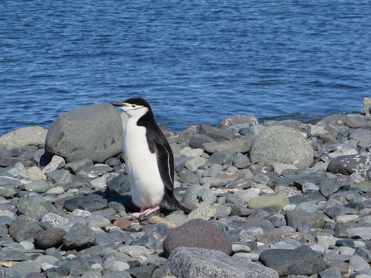 Mais de 3 imagens grátis de Pinguim-De-Barbicha e Antártico - Pixabay