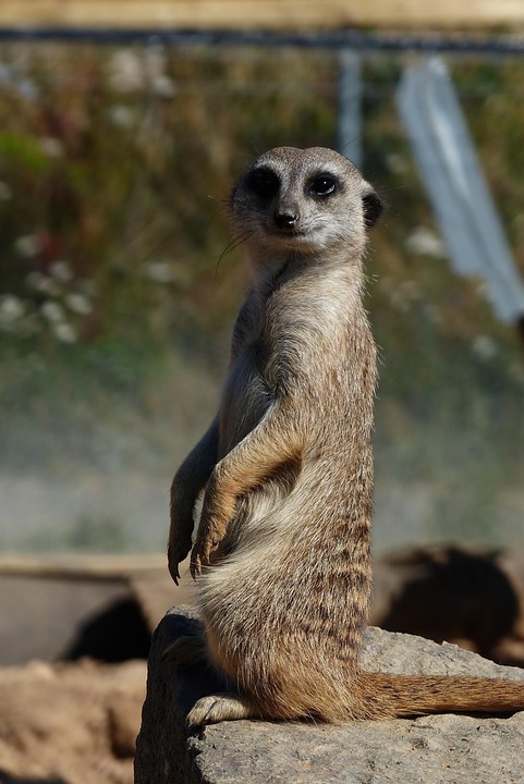 Meerkat Animal Good - Free photo on Pixabay