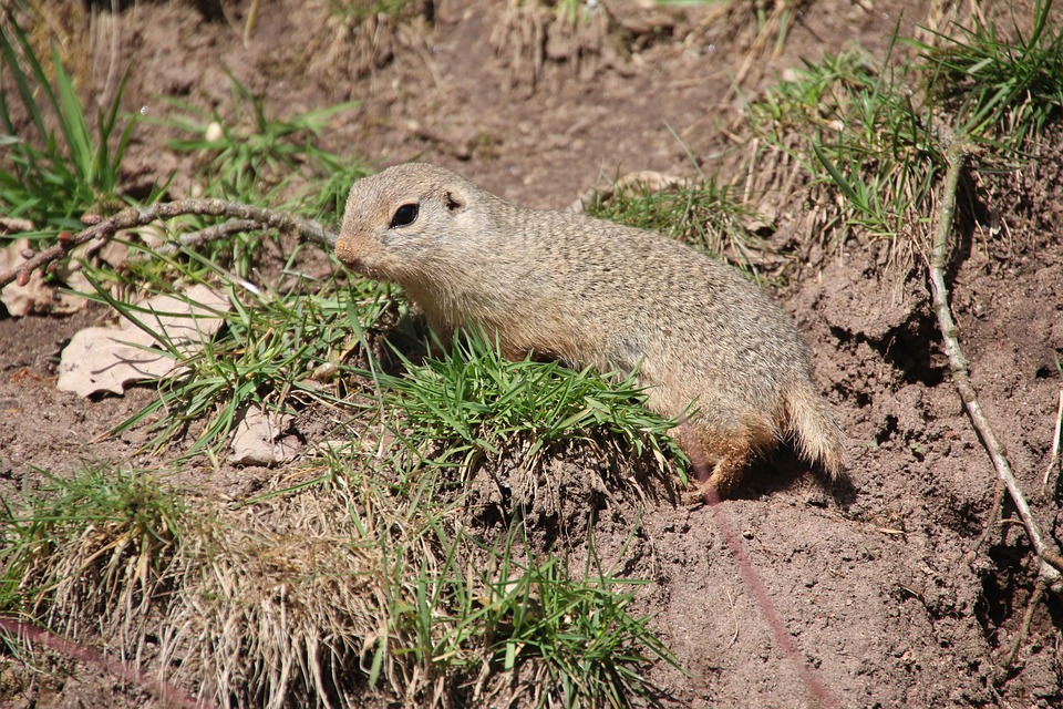 Animal Ardilla Terrestre Cuerno - Foto gratis en Pixabay