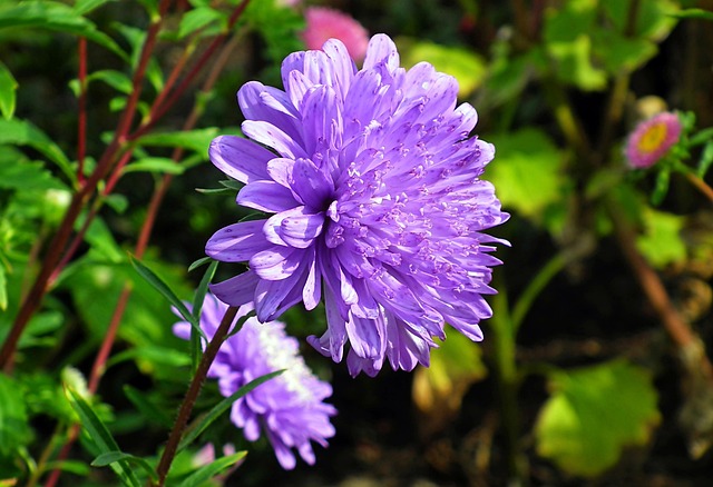 Asters Flowers In The Fall - Free photo on Pixabay - Pixabay