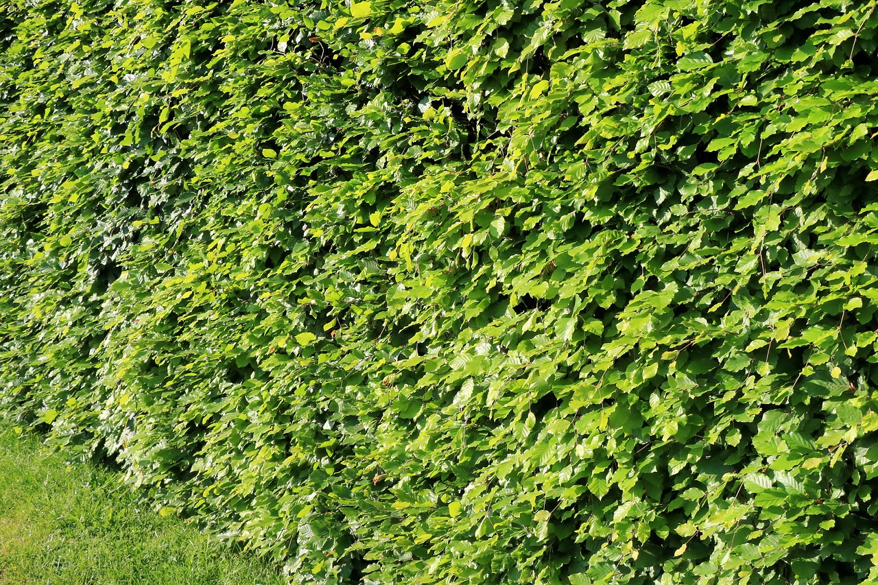 Haia Verde Vegetal - Foto gratuita no Pixabay - Pixabay