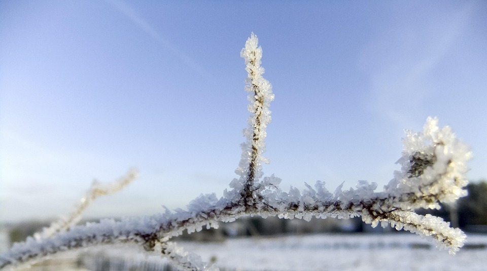 Branch Crystals Frost - Free photo on Pixabay - Pixabay