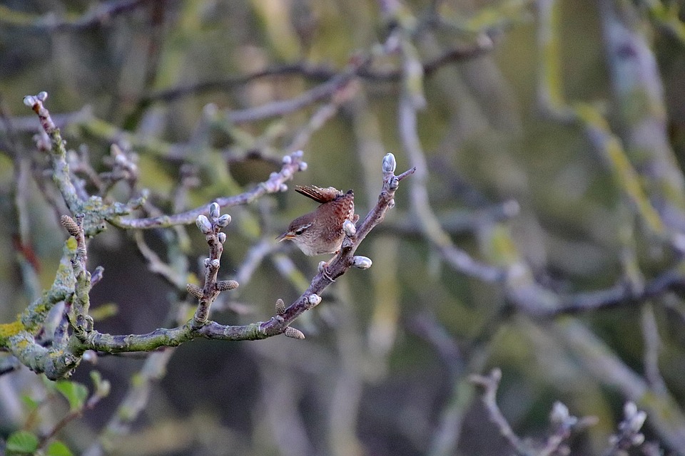 Wren Aves Los Gorriones - Foto gratis en Pixabay - Pixabay