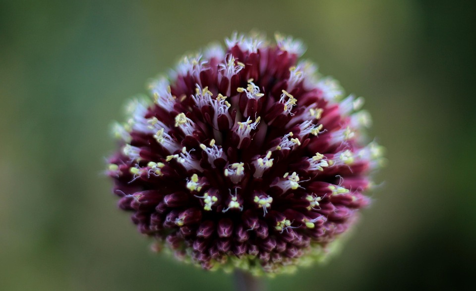Allium ' Red Mohican Ornamental - Free photo on Pixabay - Pixabay