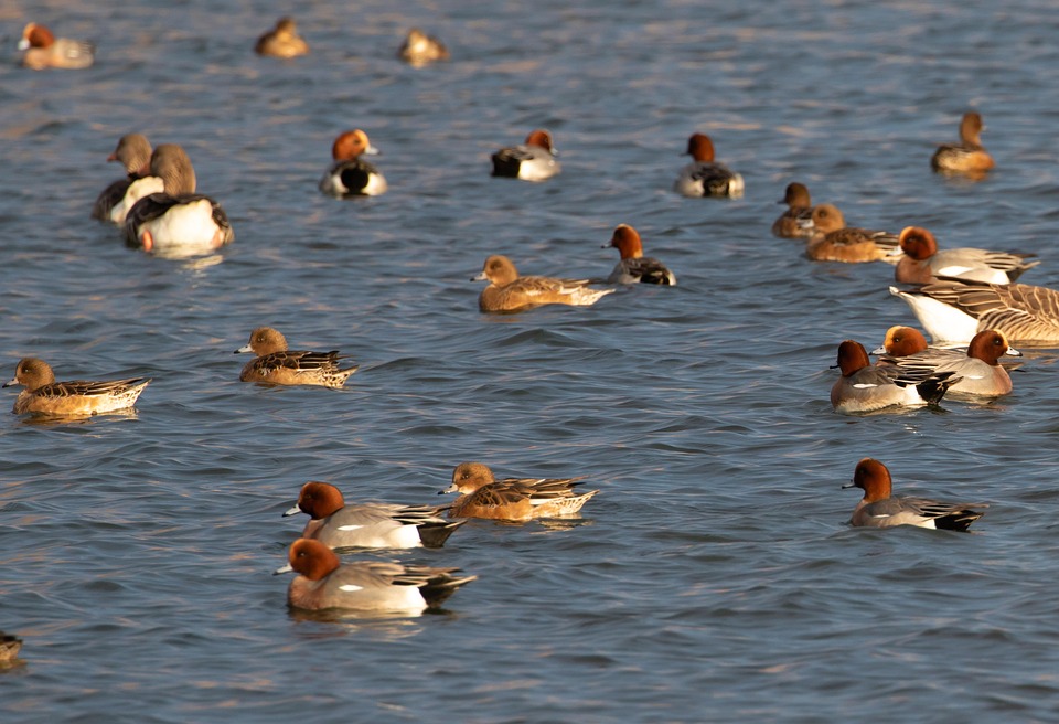 Wigeon Ducks Flock - Free photo on Pixabay