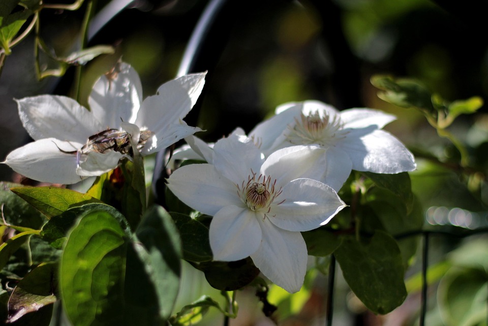 Clematis ' Mrs George Jackman - Foto gratuita no Pixabay - Pixabay