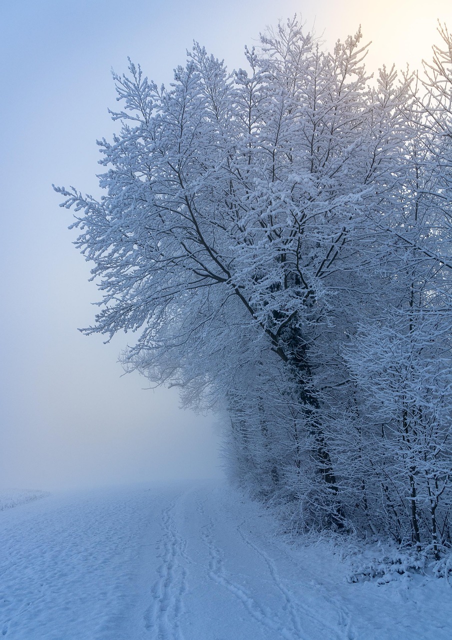Winter Landscape Snow - Free photo on Pixabay - Pixabay
