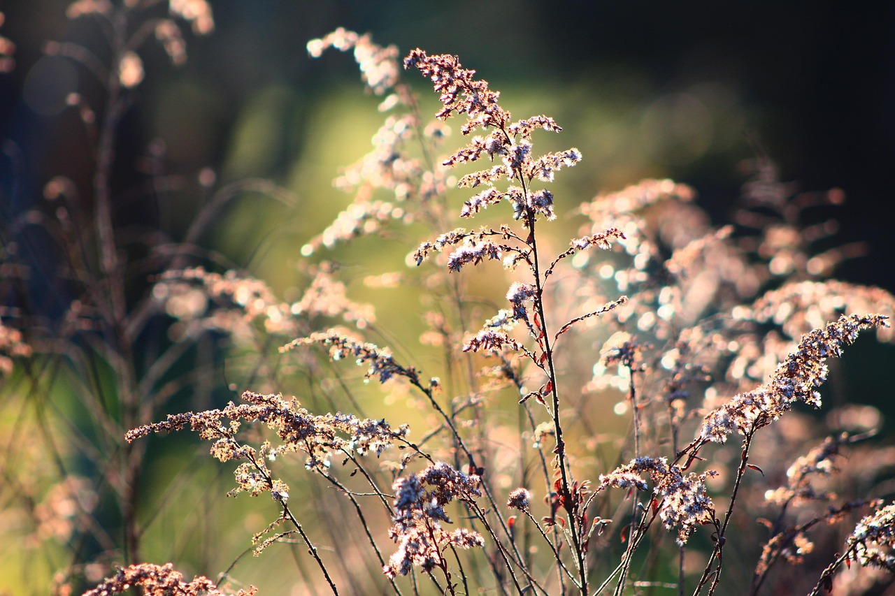 Nature Plants Dead - Free photo on Pixabay - Pixabay
