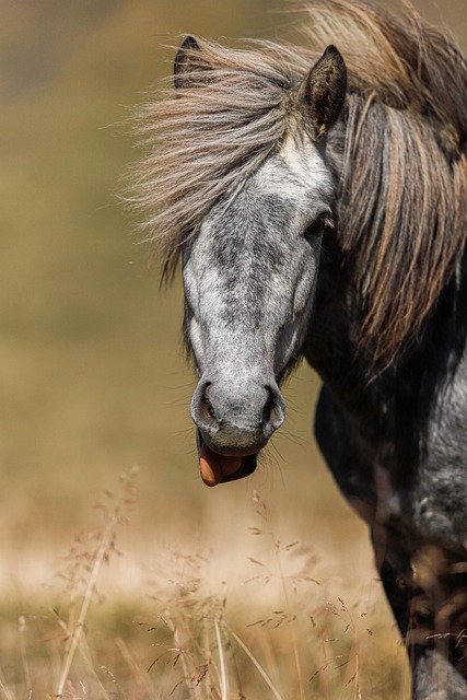 Horse Pony Island - Free photo on Pixabay