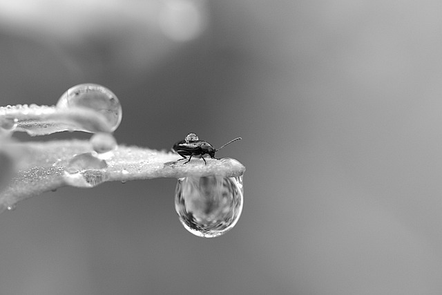 Insectes Eau Nature - Photo gratuite sur Pixabay - Pixabay