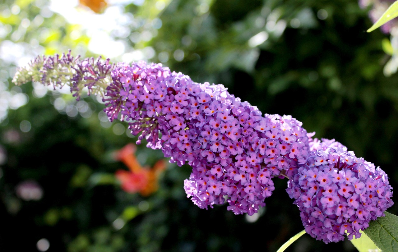 Budlea Butterfly Bush Purple - Free photo on Pixabay
