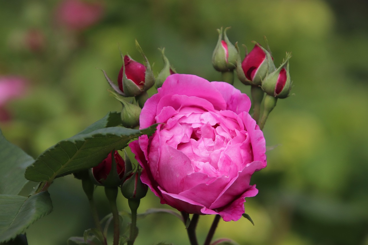 Roze Rozenstruiken Bloeiende - Gratis foto op Pixabay - Pixabay