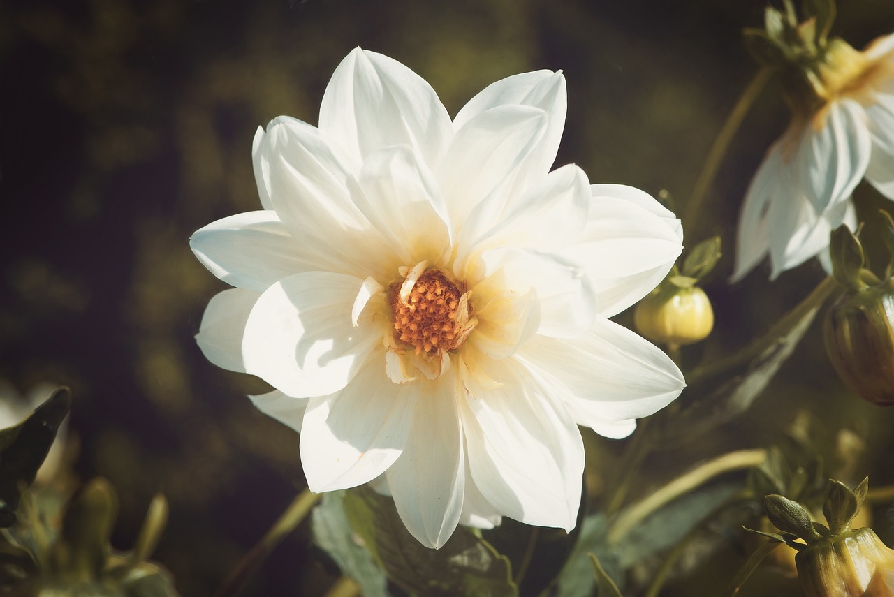 Flower Blossom Bloom - Free photo on Pixabay - Pixabay