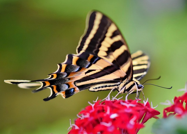 Swallowtail Butterfly Tropical - Free photo on Pixabay - Pixabay