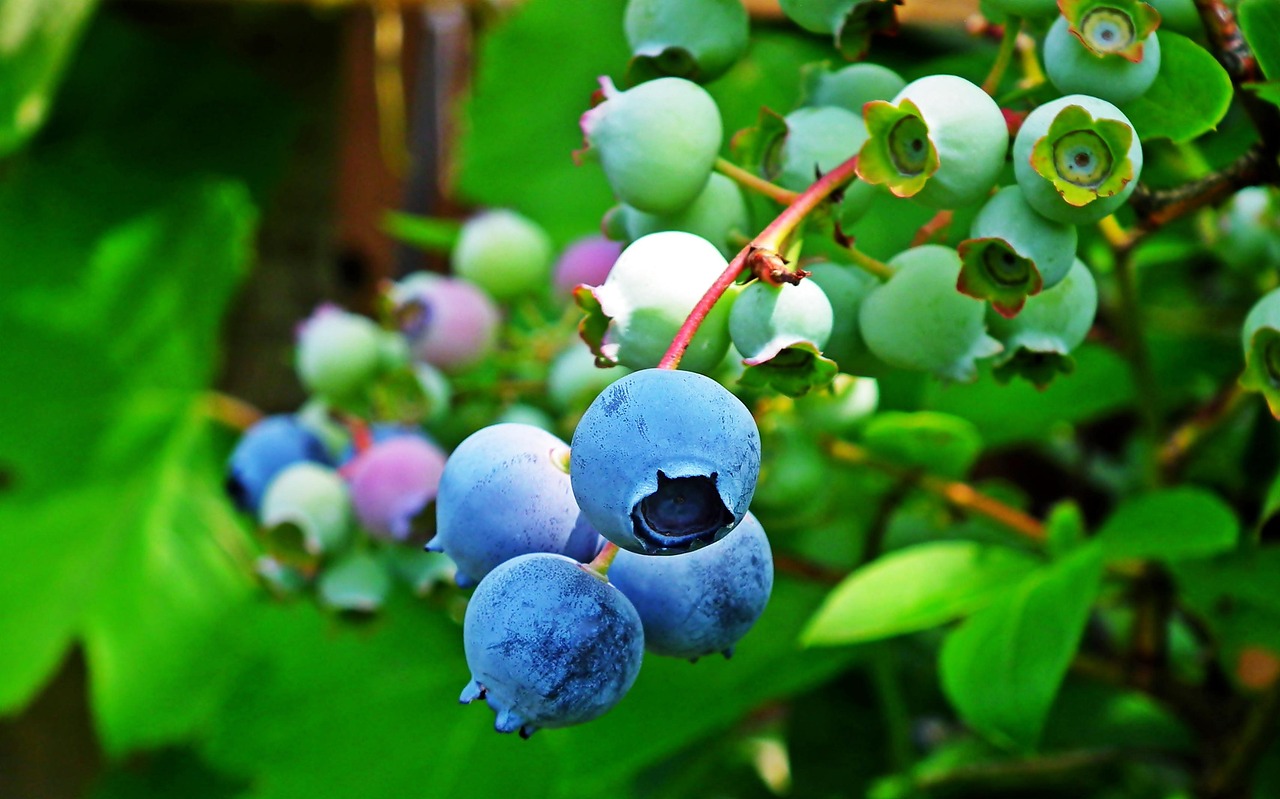 Blueberry Fruit Closeup - Free photo on Pixabay