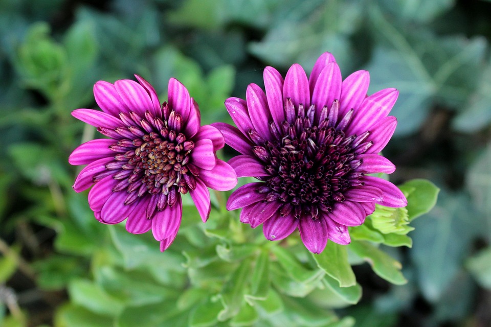 Flowers Pink Violet - Free photo on Pixabay - Pixabay