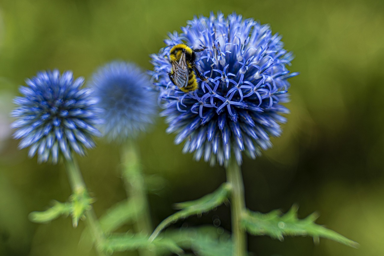 Fleurs Vert Le - Photo gratuite sur Pixabay - Pixabay