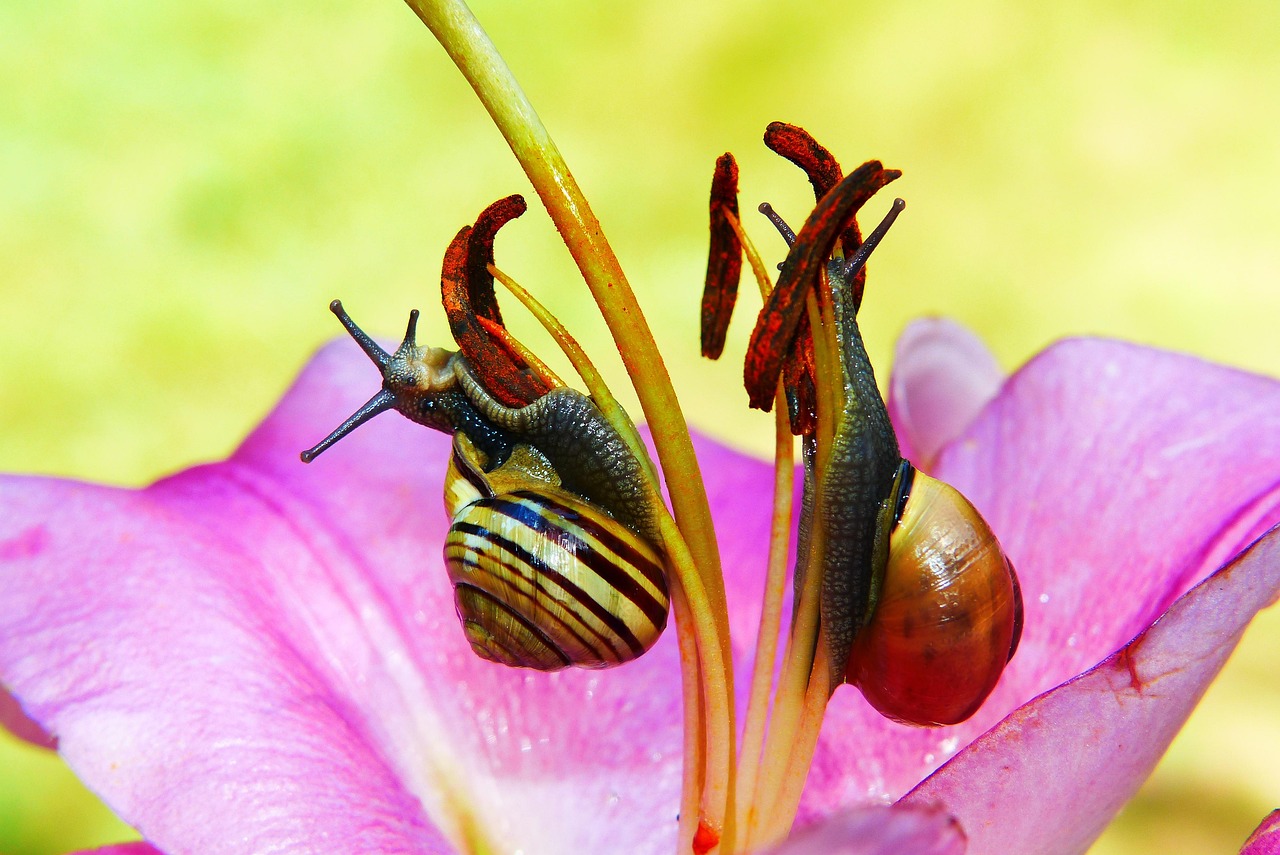 Wstężyki Gajowe Le Lis De Jardin - Photo gratuite sur Pixabay - Pixabay