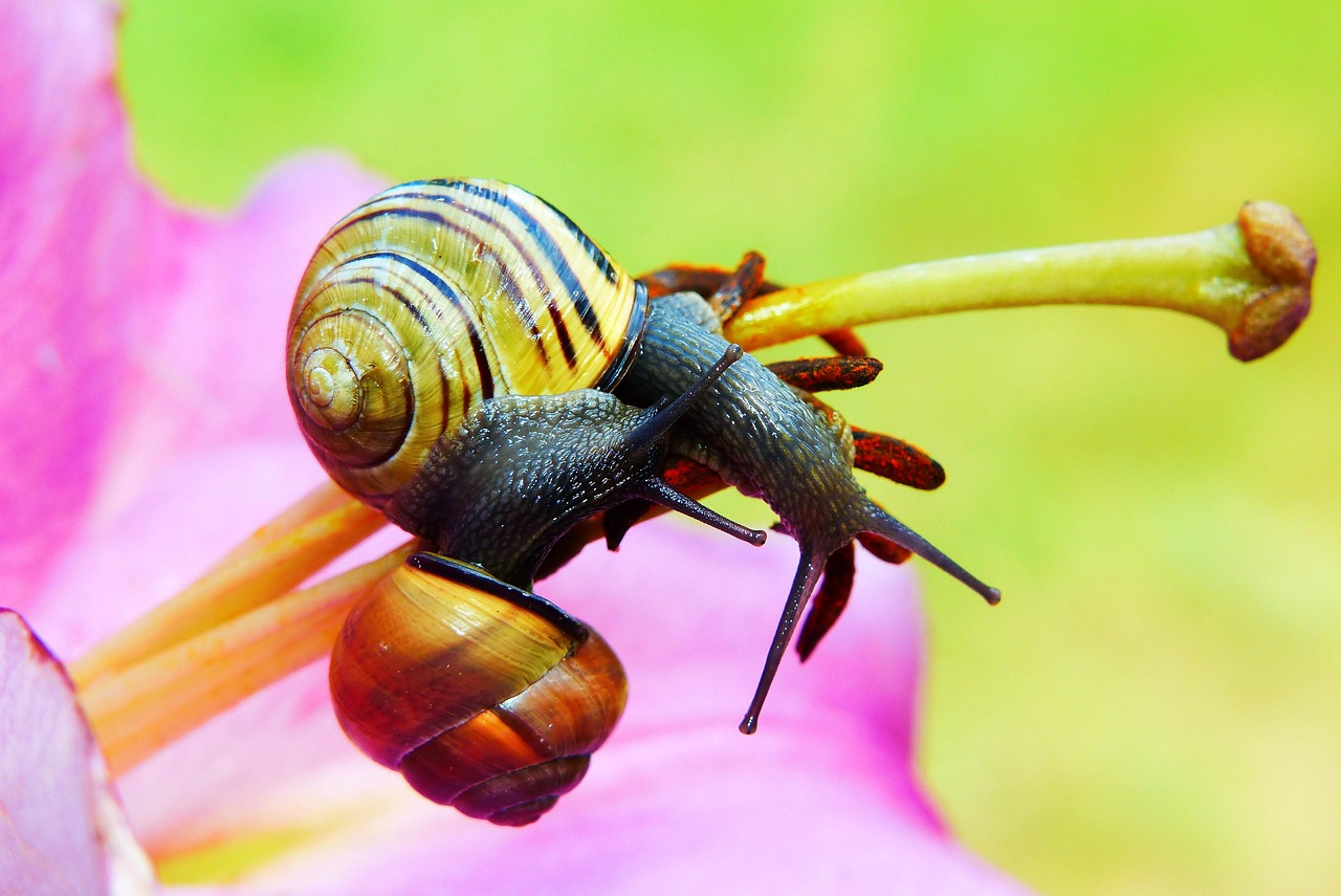 Wstężyki Gajowe Le Lis De Jardin - Photo gratuite sur Pixabay - Pixabay