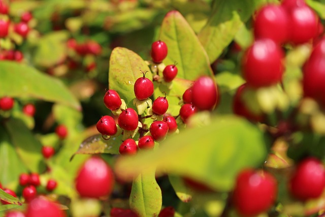 Baga Fruta Natureza - Foto gratuita no Pixabay - Pixabay