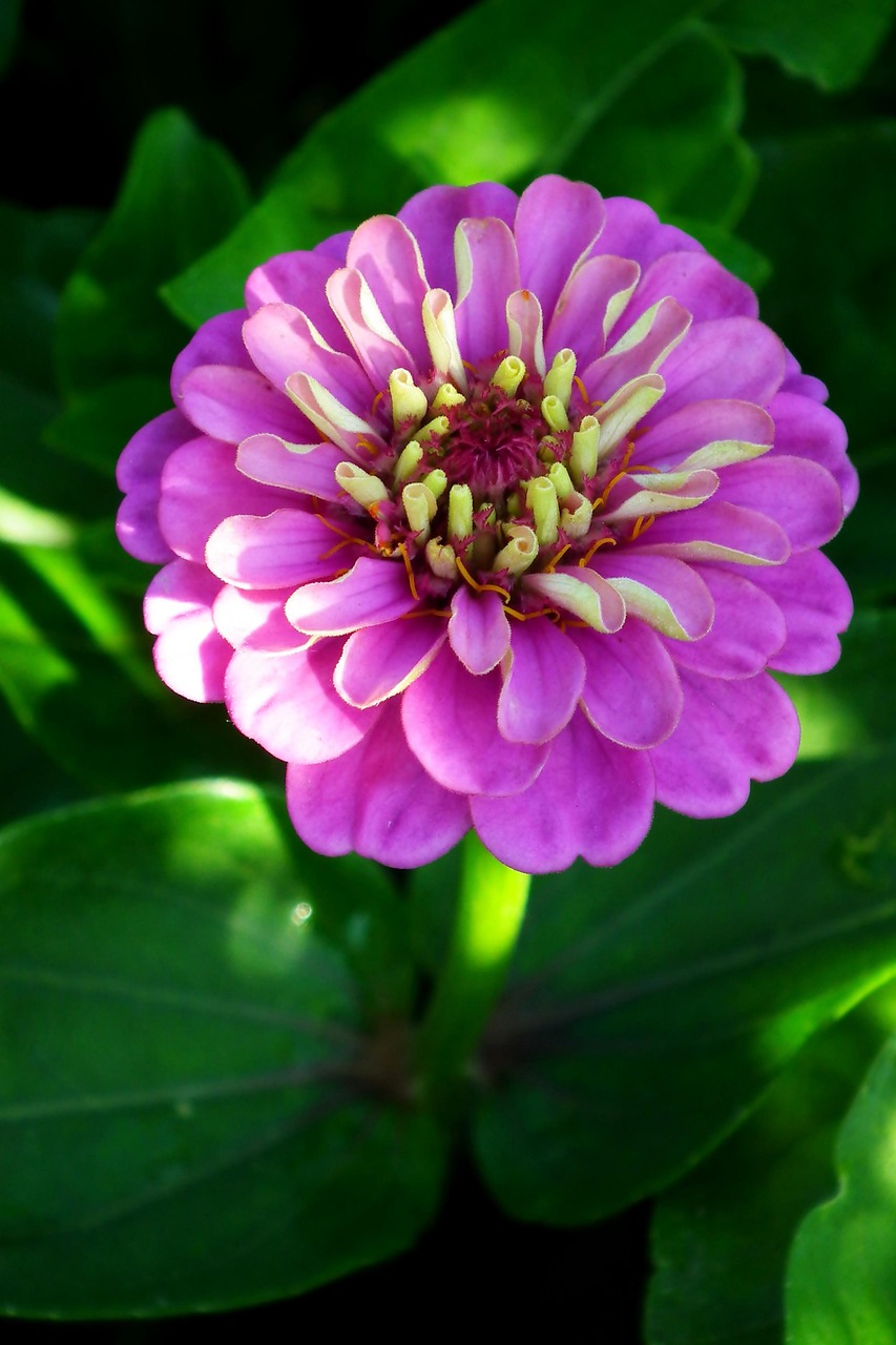 Zinnia Fleur Jardin - Photo gratuite sur Pixabay - Pixabay